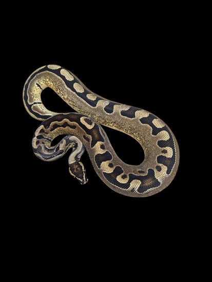 Spider Enchi Tri Stripe Ball Python by No limit reptiles