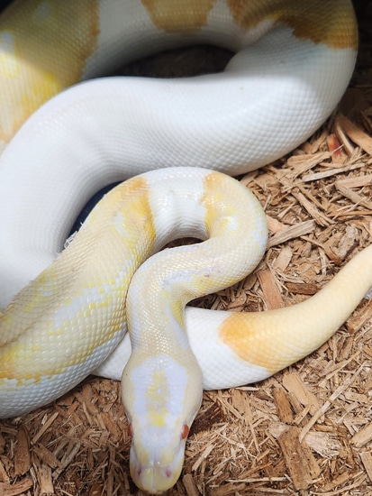 Albino Pied Has Small Bite Mark Ball Python by No limit reptiles