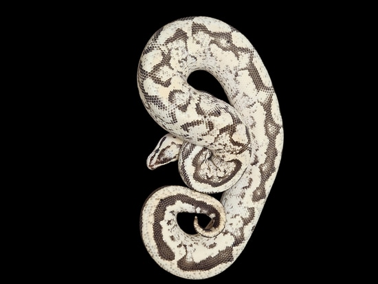 Pastel Super Stripe Ball Python by No limit reptiles