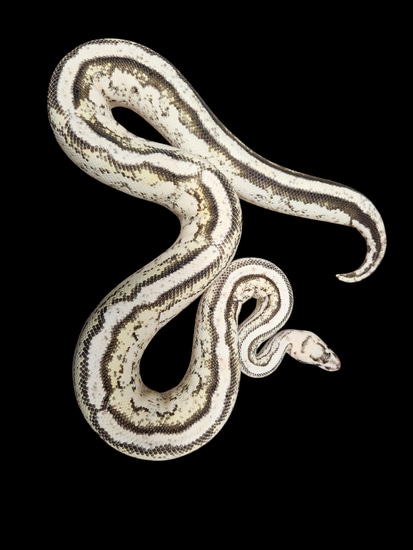 Super Pastel Super Stripe Ball Python by No limit reptiles