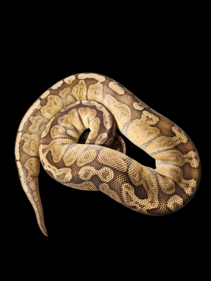 Sunset Ball Python by No limit reptiles