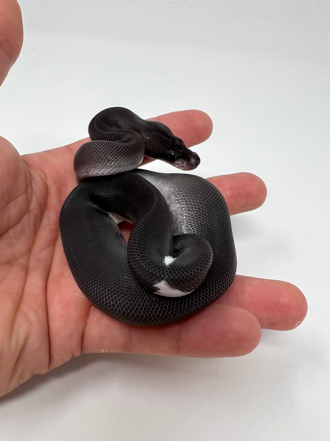 Super Black Pastel 100% Het Pied Ball Python by GS Pythons - MorphMarket