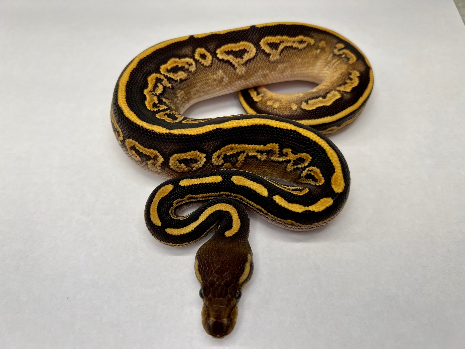 Black Pastel Mojave Het Pied Ball Python by GS Pythons - MorphMarket