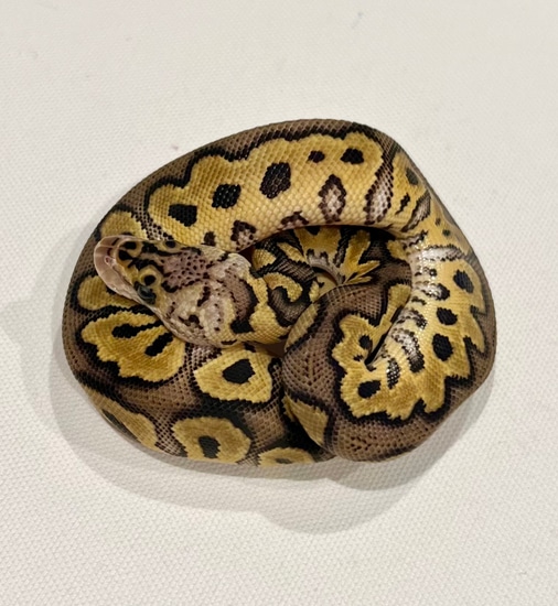 Pastel Spotnose Clown Ball Python by GS Pythons