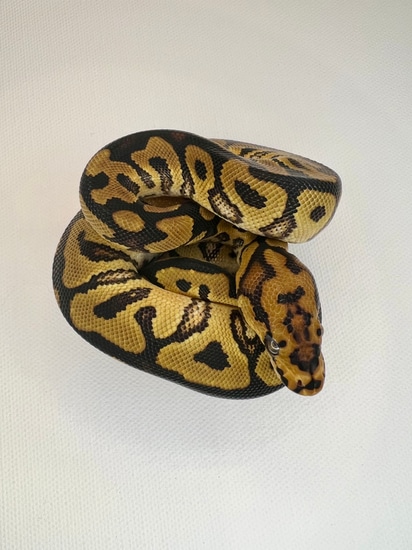 Spotnose Clown Ball Python by GS Pythons