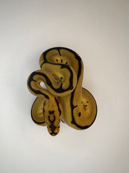 Spider Leopard Clown Ball Python by GS Pythons