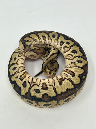 Fire Spotnose Russo Clown Ball Python by GS Pythons