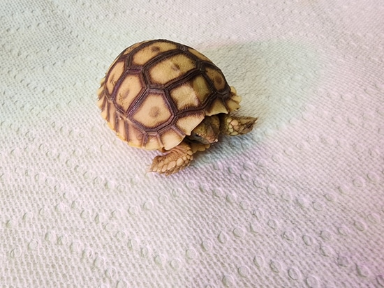 Sulcata Tortoises by Sml Reptiles