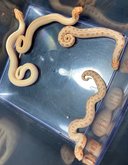 Albino Supers And Condas Western Hognose by Reptile Blaze