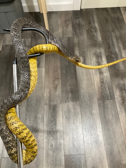 CB Male Yellow Tail Cribo Cribo & Indigo Snakes by Reptile Blaze