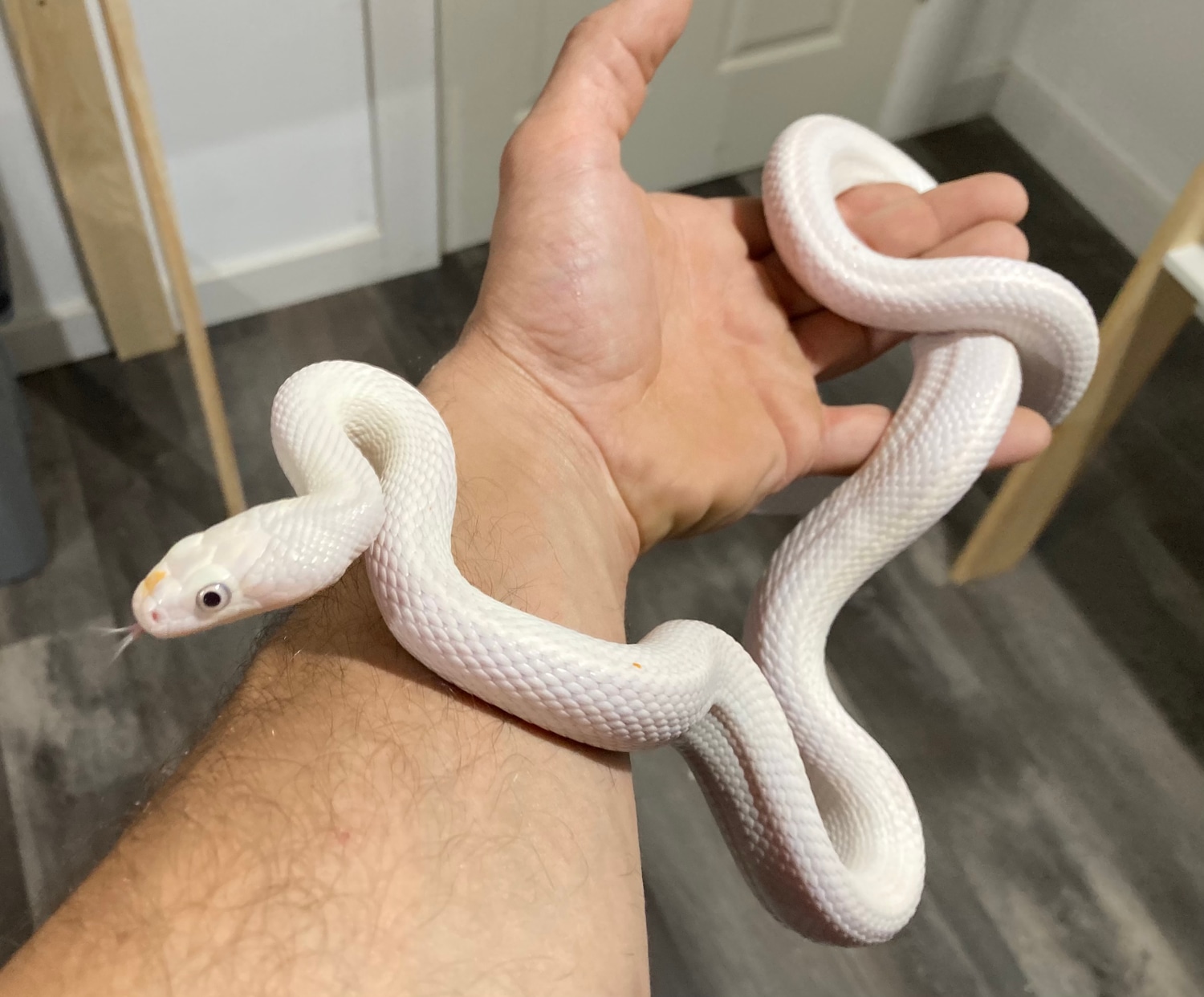 Leucistic Het Scaleless And Anery Western Rat Snake by Reptile Blaze ...