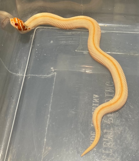 Albino Super Conda Western Hognose by Reptile Blaze - MorphMarket