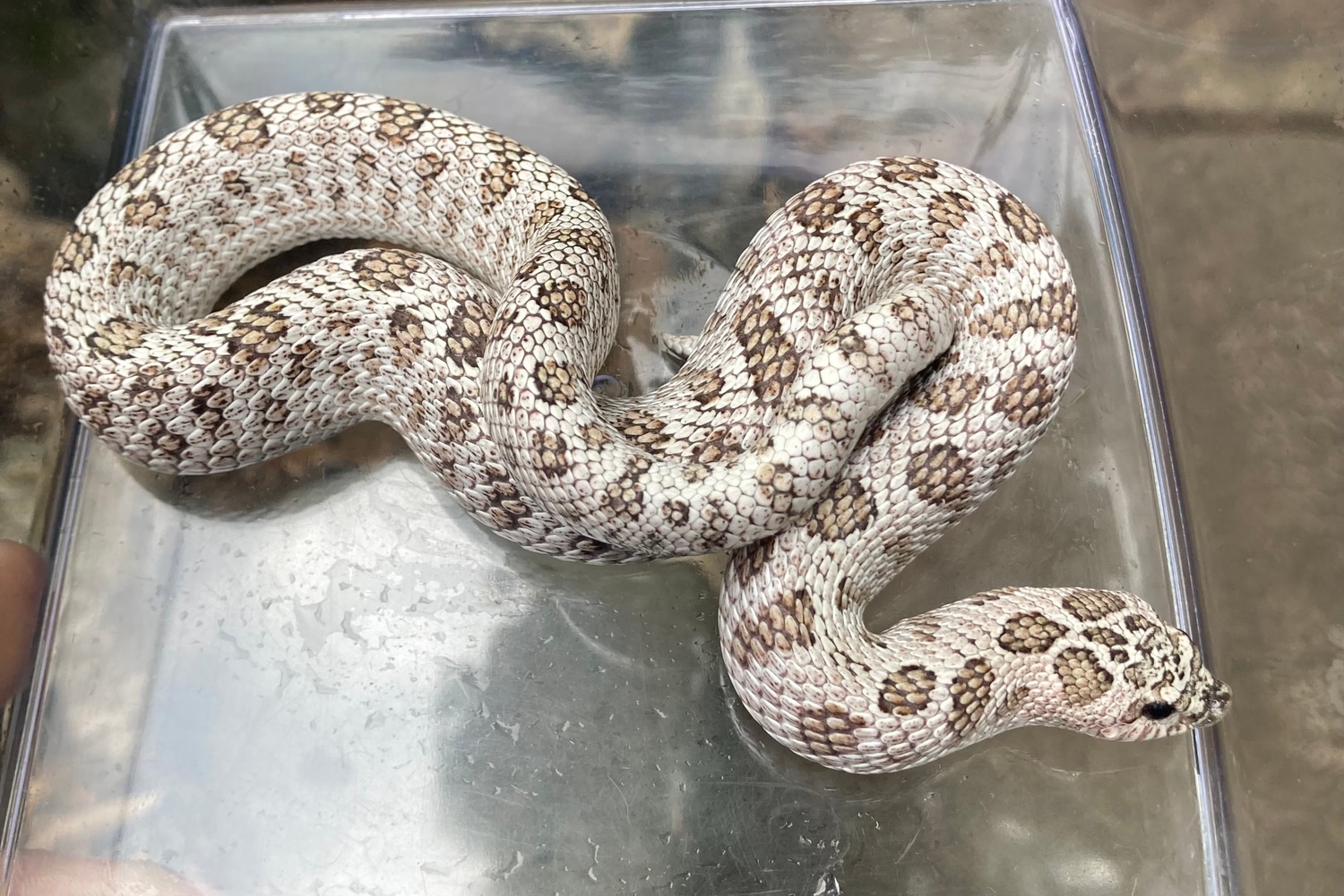 Super Arctic Het Sunburst Western Hognose by Reptile Blaze - MorphMarket