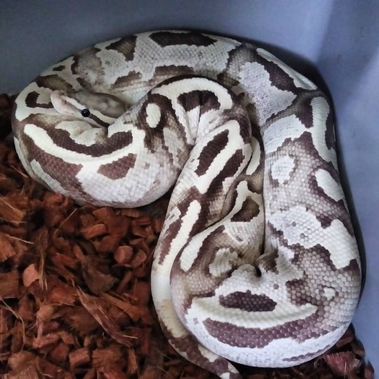 Disco Inferno Ball Python by Creative Morphs
