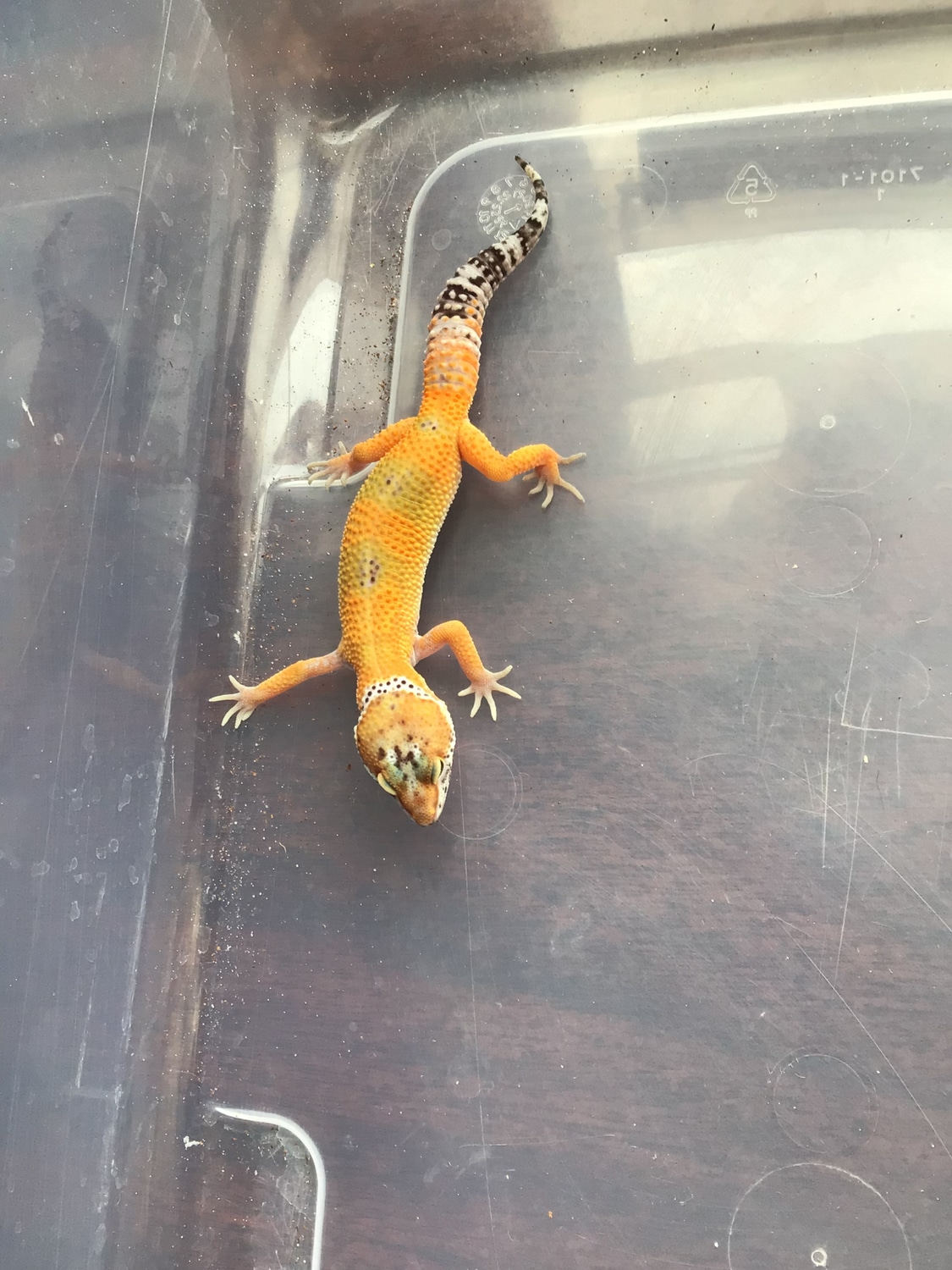 Normal Leopard Gecko by Willie turner reptiles - MorphMarket