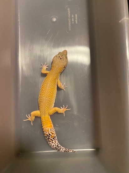 Normal Leopard Gecko by Willie turner reptiles