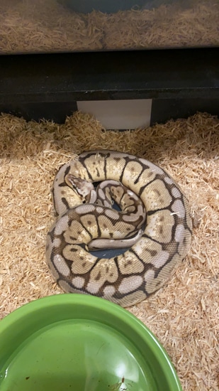 Pewter Bee Vanilla Ball Python by ET’s morphs