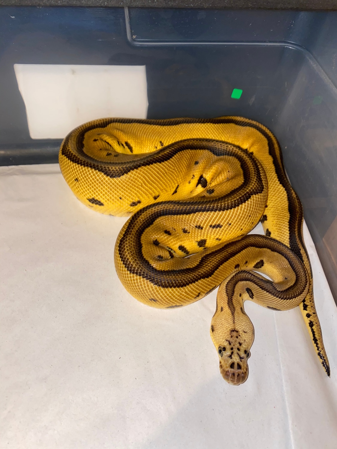 Pastel Leopard Blade Clown Ball Python by ET’s morphs - MorphMarket