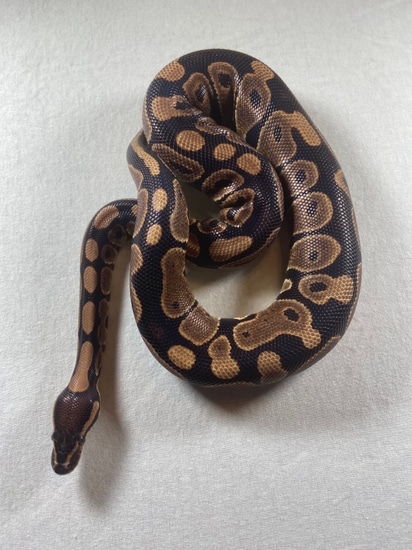 Normal Ball Python by Darkside Reptiles