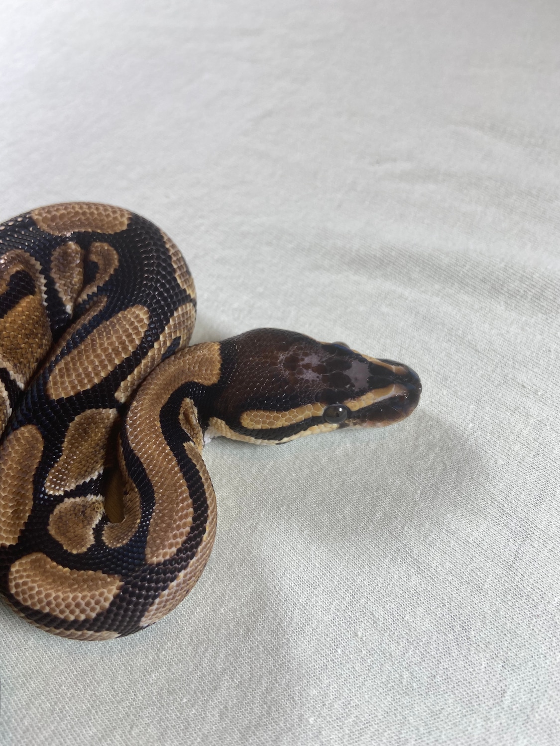 Scaleless Head Ball Python by Darkside Reptiles - MorphMarket