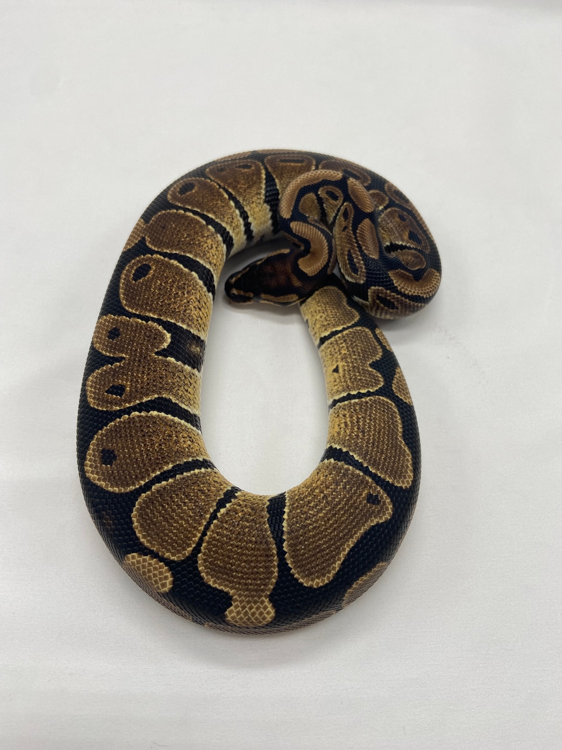 Normal Ball Python by Darkside Reptiles - MorphMarket