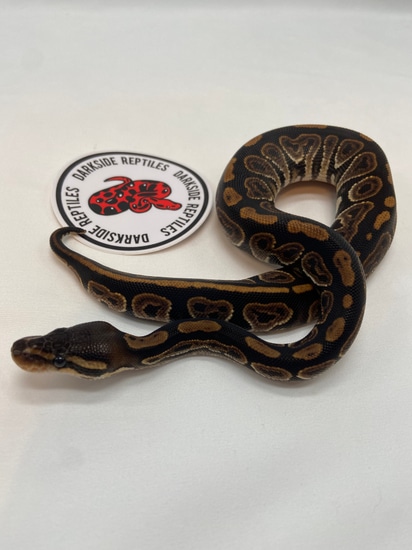 2022 Black Pastel Ball Python by Darkside Reptiles