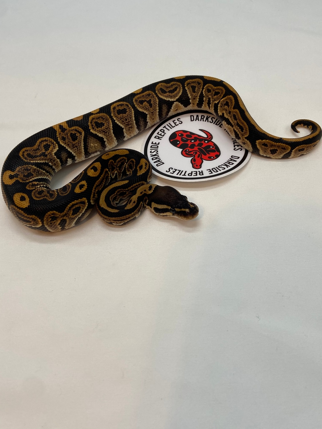 Black Pastel Ball Python by Darkside Reptiles - MorphMarket