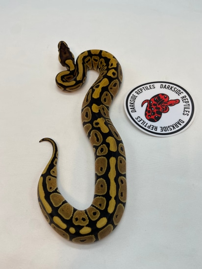 Russo Ball Python by Darkside Reptiles