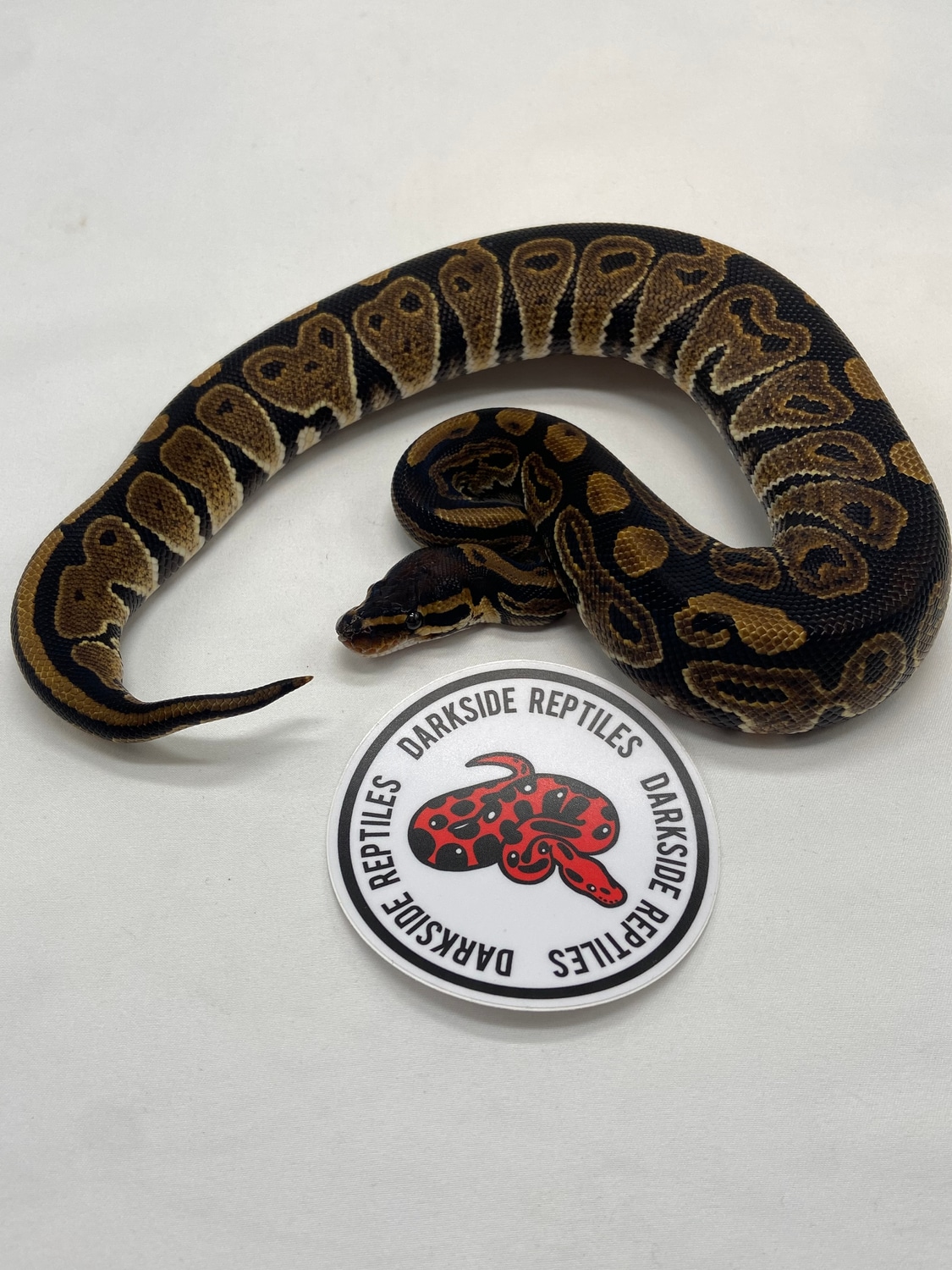 Black Pastel Ball Python by Darkside Reptiles - MorphMarket