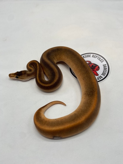 Black Pastel Champagne Ball Python by Darkside Reptiles