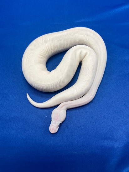 Mojave Russo (BEL) Ball Python by Darkside Reptiles