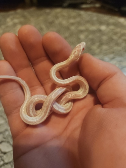 Snow Tessera Corn Snake by Smoky Mountain Serpents