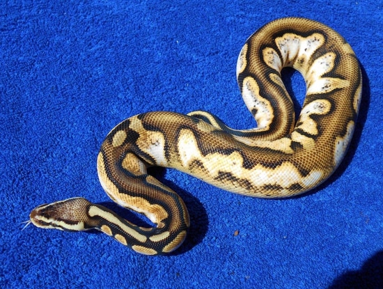 Handsome Pastel Sugar Ball Python by Smoky Mountain Reptiles