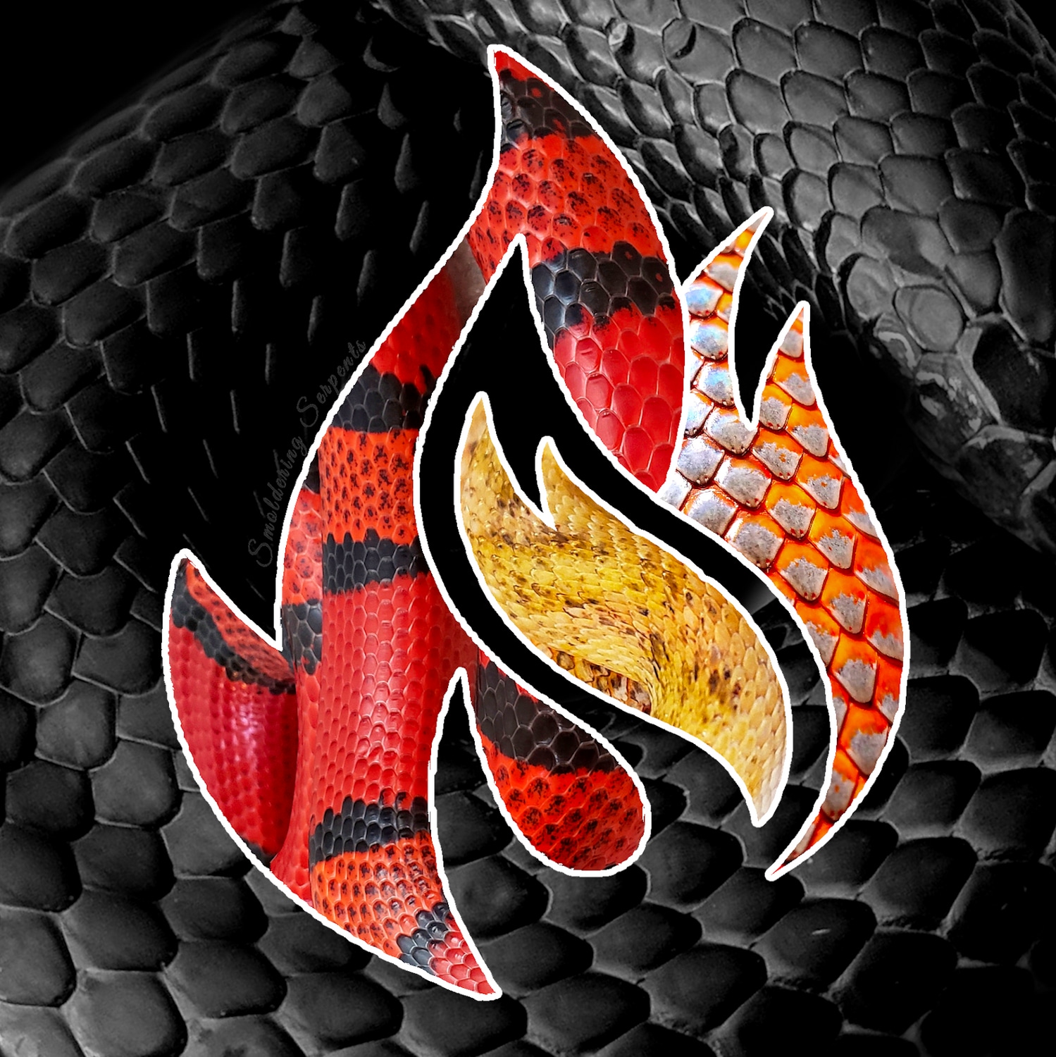 Other Rat Snake Clutch: 23GHR by Smoldering Serpents - MorphMarket