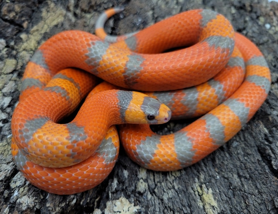 Extreme Tri-color Female Honduran Milk Snake by Smoldering Serpents