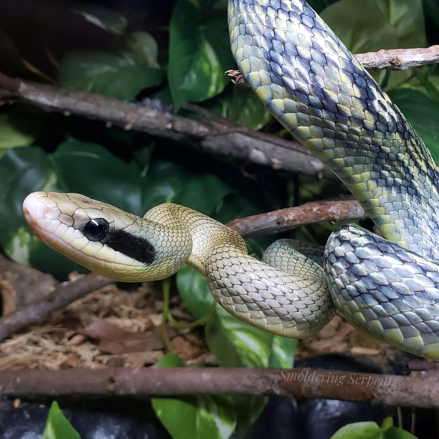 2020 Vietnamese Blue Beauty Rat Snake by Smoldering Serpents - MorphMarket