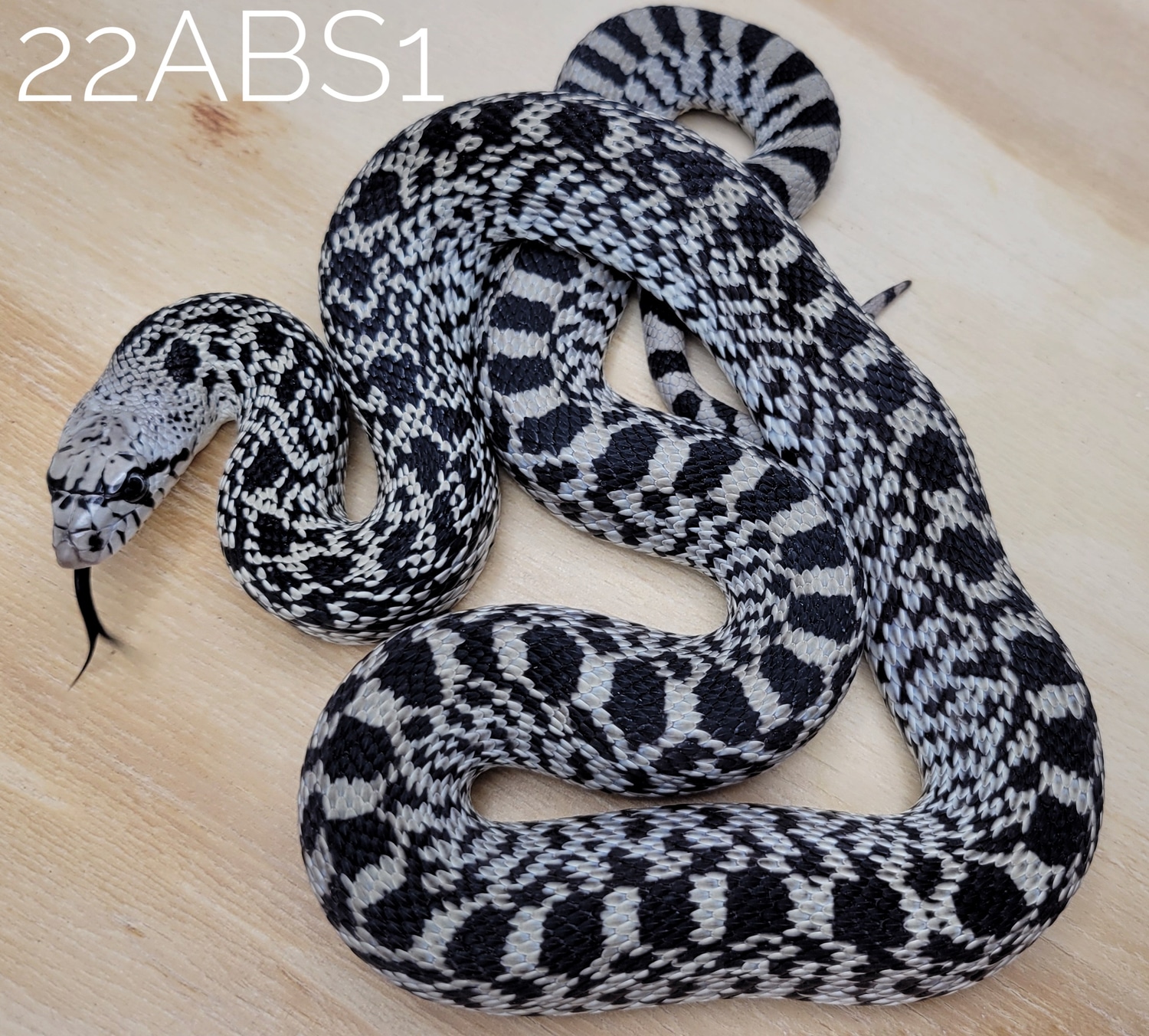 Miami Axanthic Bullsnake by Smoldering Serpents - MorphMarket