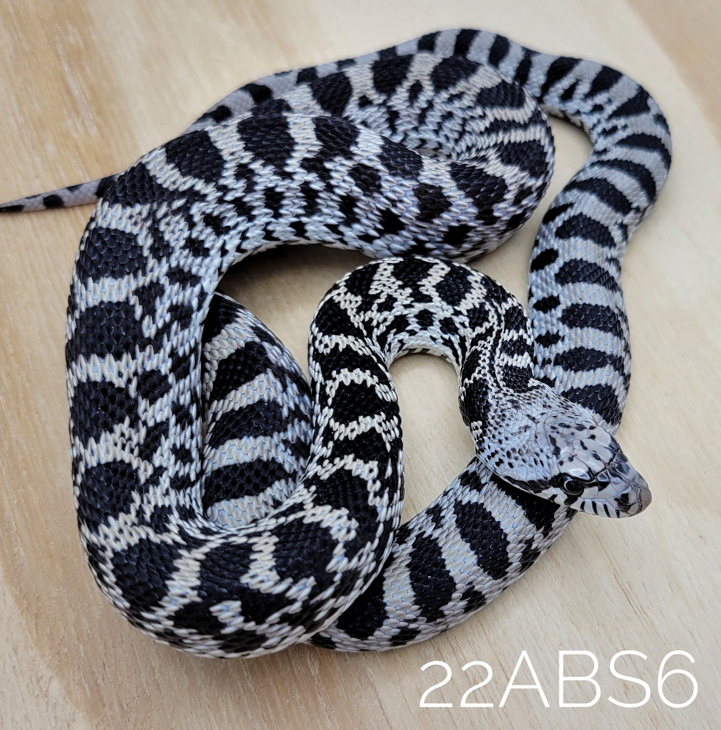 Miami Axanthic Bullsnake by Smoldering Serpents - MorphMarket