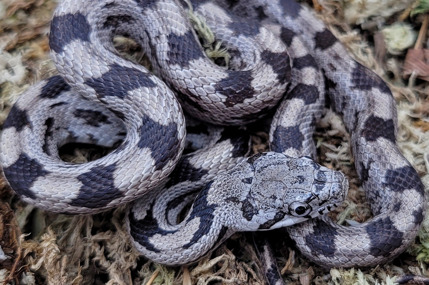 Gulf Hammock Rat Snake Eastern Rat Snake by Smoldering Serpents ...