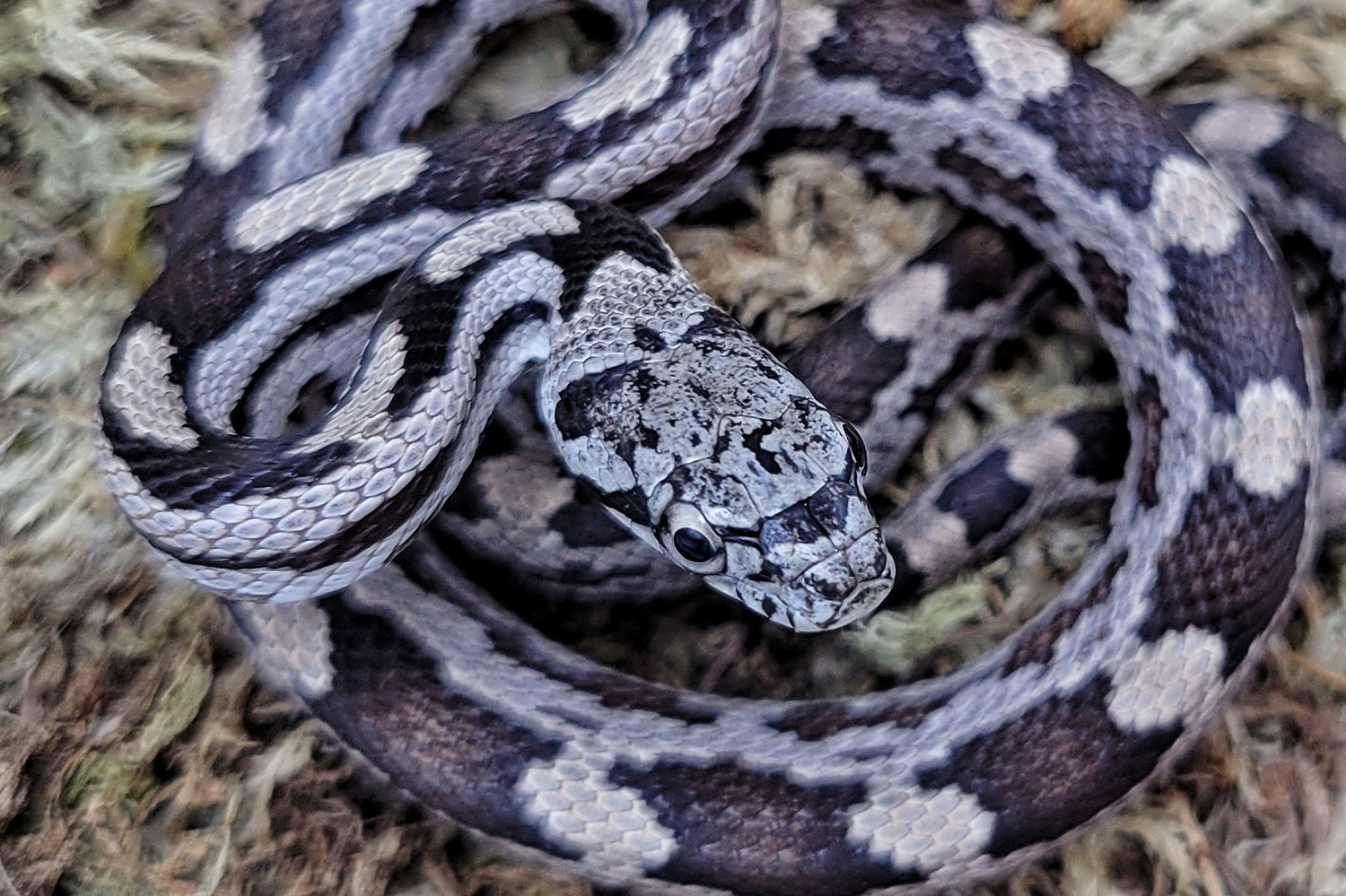 Gulf Hammock Rat Snake Eastern Rat Snake by Smoldering Serpents ...
