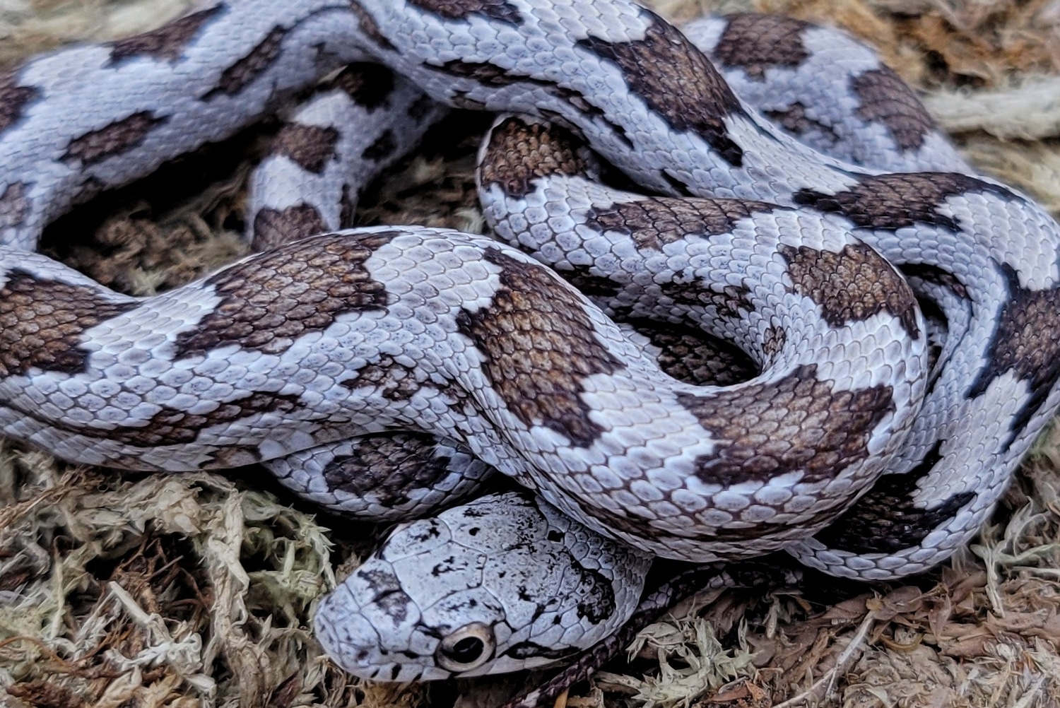 Gulf Hammock Rat Snake Eastern Rat Snake by Smoldering Serpents ...