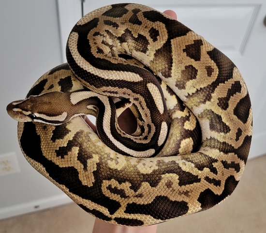 Black Pastel Leopard Fire Ball Python by Smoldering Serpents