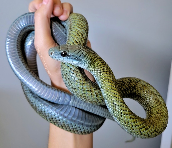 Kunashir Island Japanese Rat Other Rat Snake by Smoldering Serpents