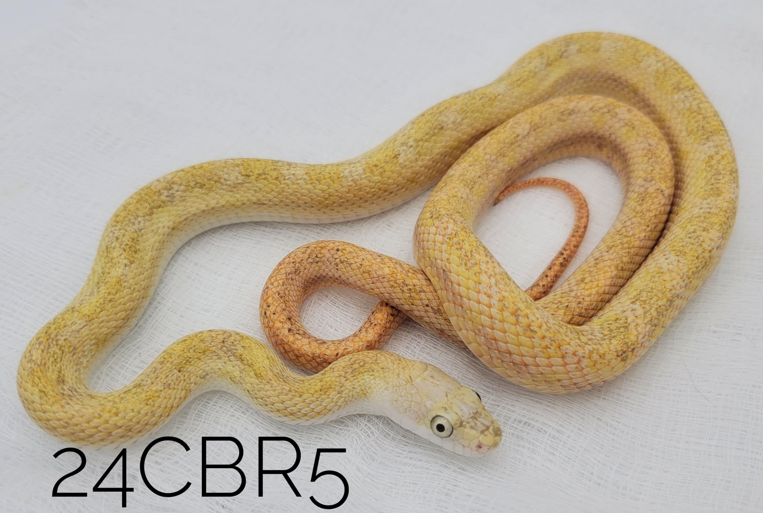 Calico black rat snake