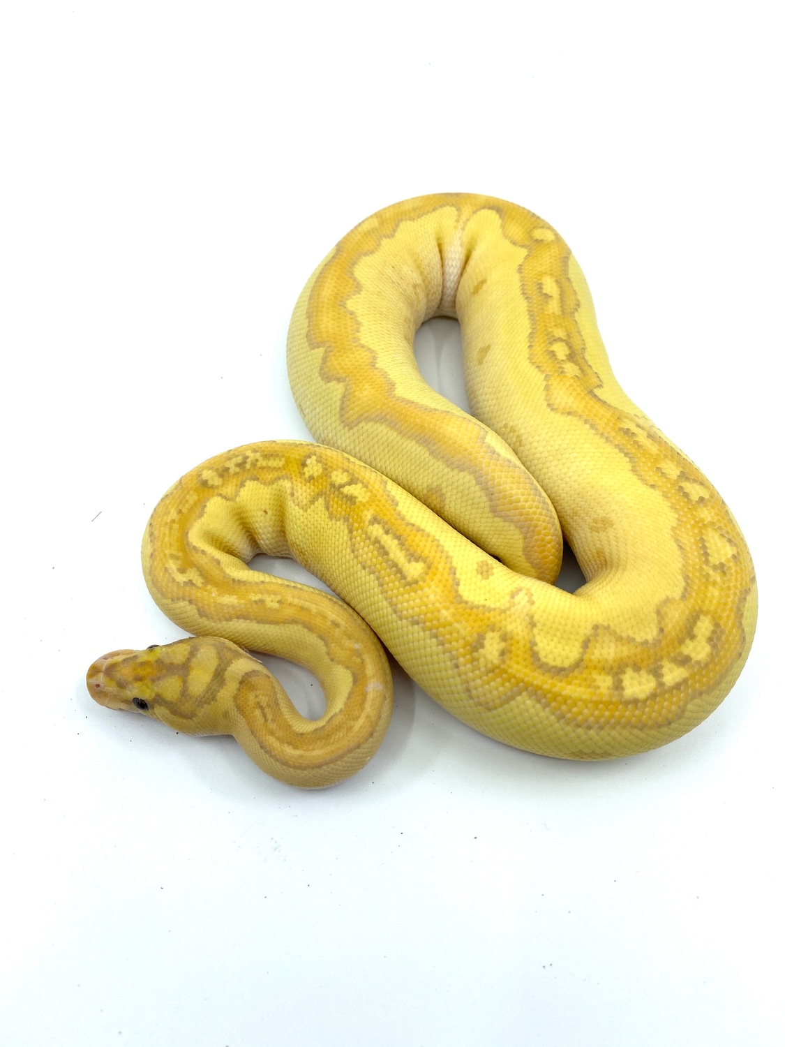 Coral Glow Fire Butter Clown Ball Python by Natural State Exotics ...