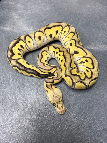 Pastel Phantom Clown Het Desert Ghost 50% Het Hypo Ball Python by Natural State Exotics