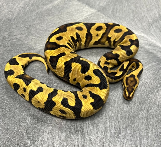 Yellowbelly Leopard Fire Het Clown Ball Python by Natural State Exotics