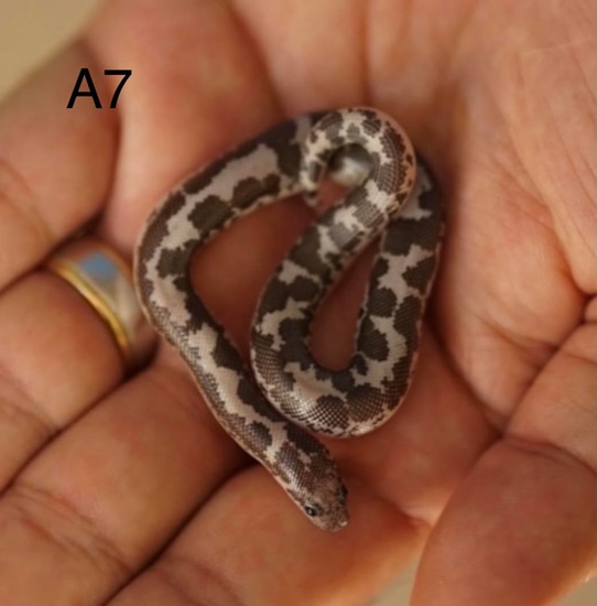 Het Paint/Het Albino Axanthic Male Sandboa Kenyan Sand Boa by BrettsBoas