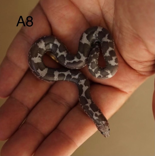 Het Paint/Het Albino Axanthic Female Sandboa Kenyan Sand Boa by BrettsBoas