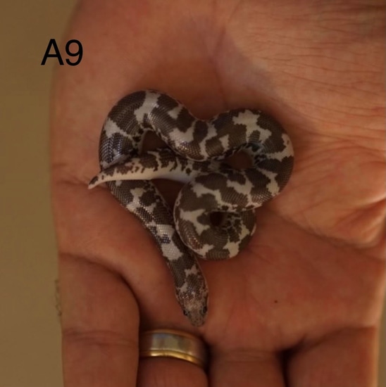 Het Paint/Het Albino - Female Axanthic Sandboa Kenyan Sand Boa by ...